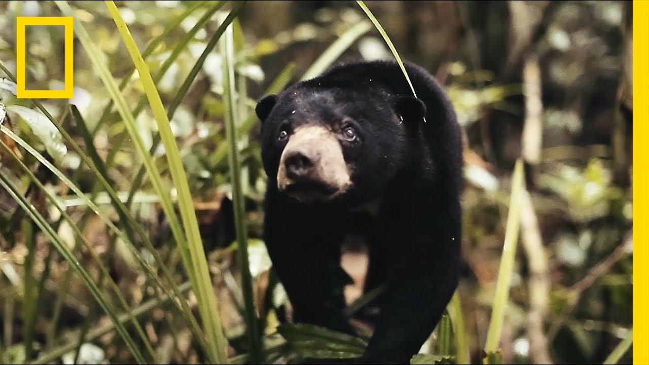 See Why This Little Sun Bear's World Is a Scary Place | Short Film ...
